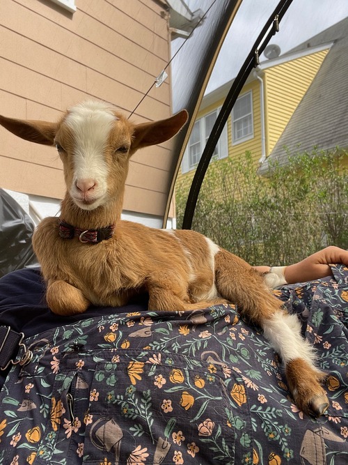 Just for Fun: Reader Photos - November/December 2025 - Goat Journal